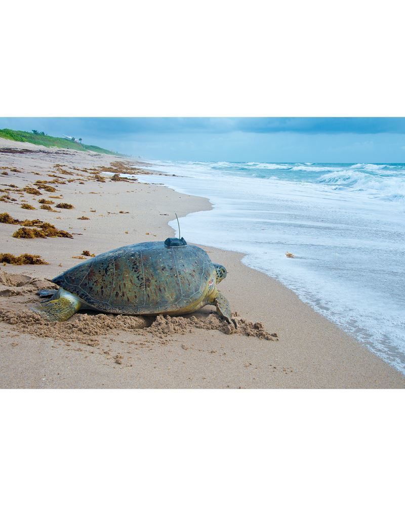 Fahlo The Journey Sea Turtle Tracker Bracelet in Limited Edition Pink ...