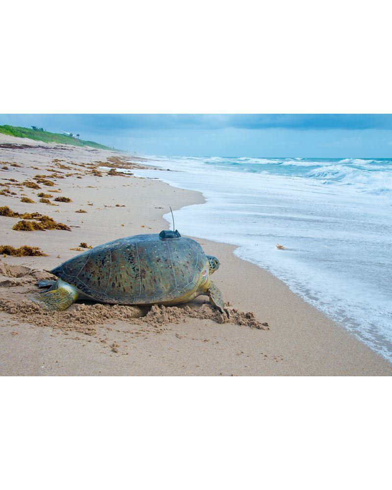Fahlo The Journey Sea Turtle Tracker Bracelet in Lava Stone | Fahlo ...